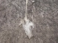 Neptune Blanket The Mellow Mat reviews | ProductReview.com.au