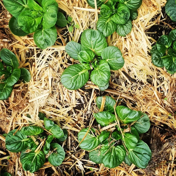 Happy Valley Seeds reviews | ProductReview.com.au