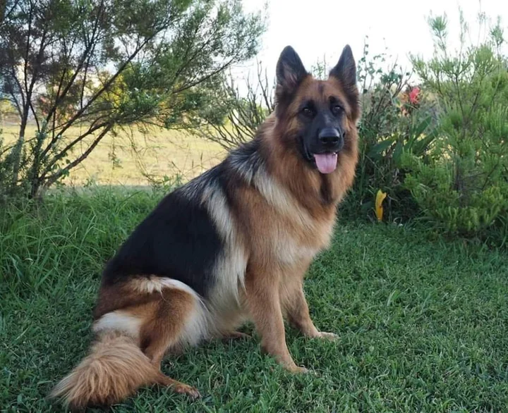 Pet Circle reviews | ProductReview.com.au