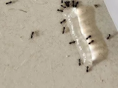 Best Pest Control Products in 2025 as reviewed by Australian consumers ...