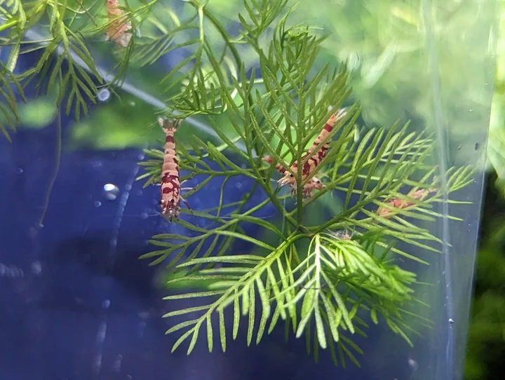 Micro Aquatic Shop reviews | ProductReview.com.au