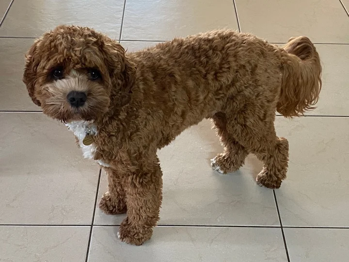 Lyka Pet Food reviews | ProductReview.com.au
