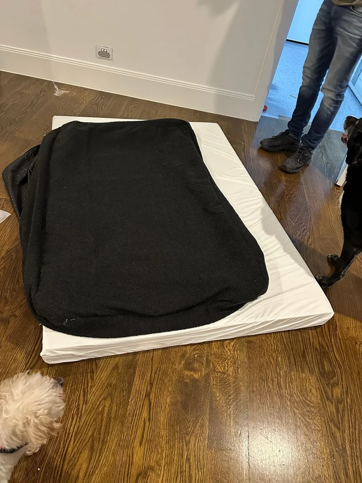 Dazy Dog Memory Foam Dog Bed reviews | ProductReview.com.au