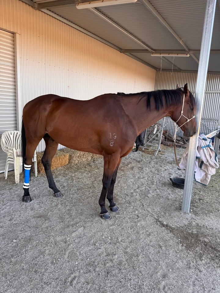 The Vet Shed reviews | ProductReview.com.au