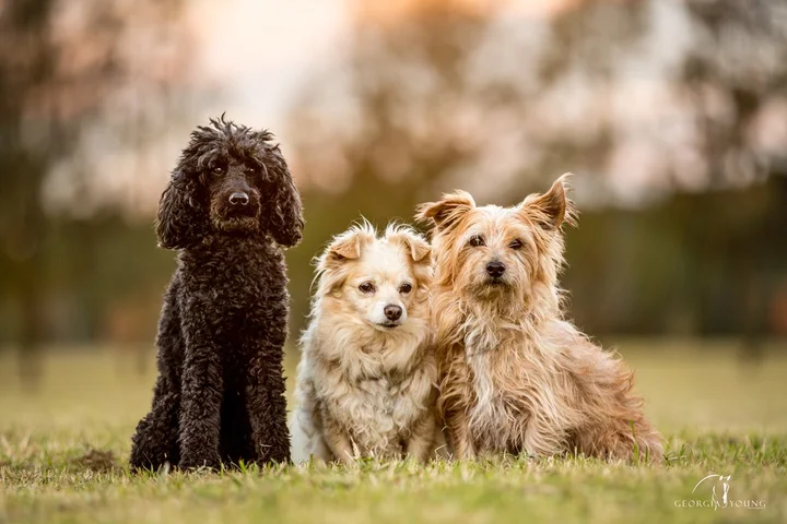 Lyka Pet Food reviews | ProductReview.com.au