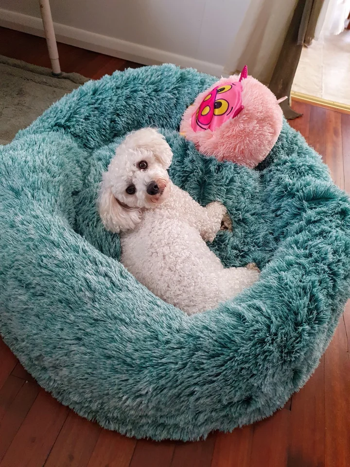 Lyka Pet Food reviews | ProductReview.com.au