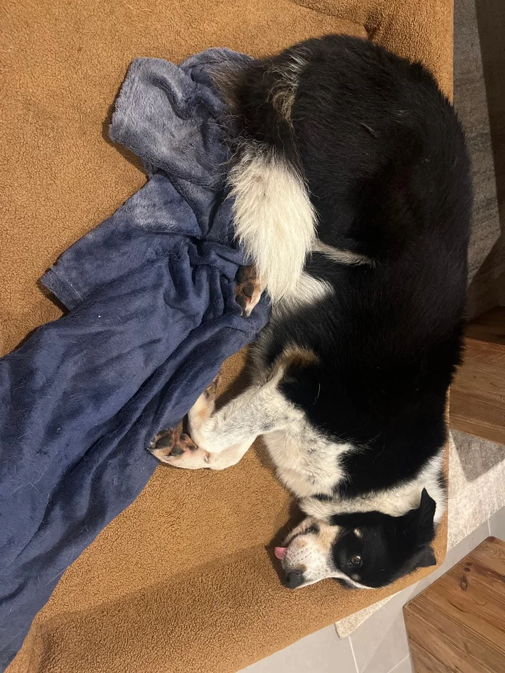 Dazy Dog Memory Foam Dog Bed reviews | ProductReview.com.au