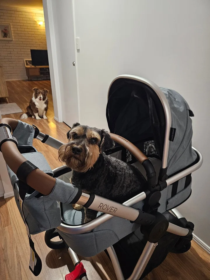 Babybee Rover3 (2021) reviews | ProductReview.com.au