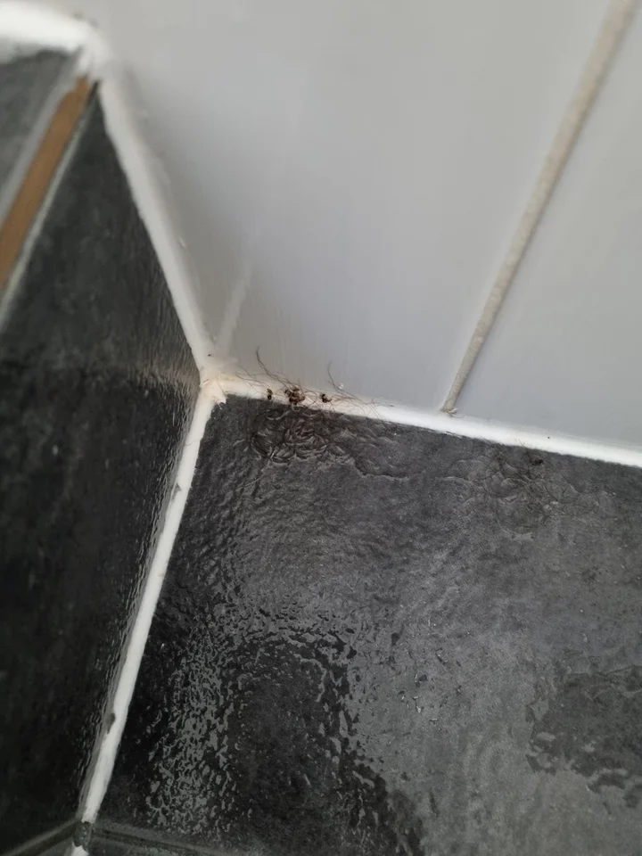 Absolute Domestics WA, Perth reviews | ProductReview.com.au