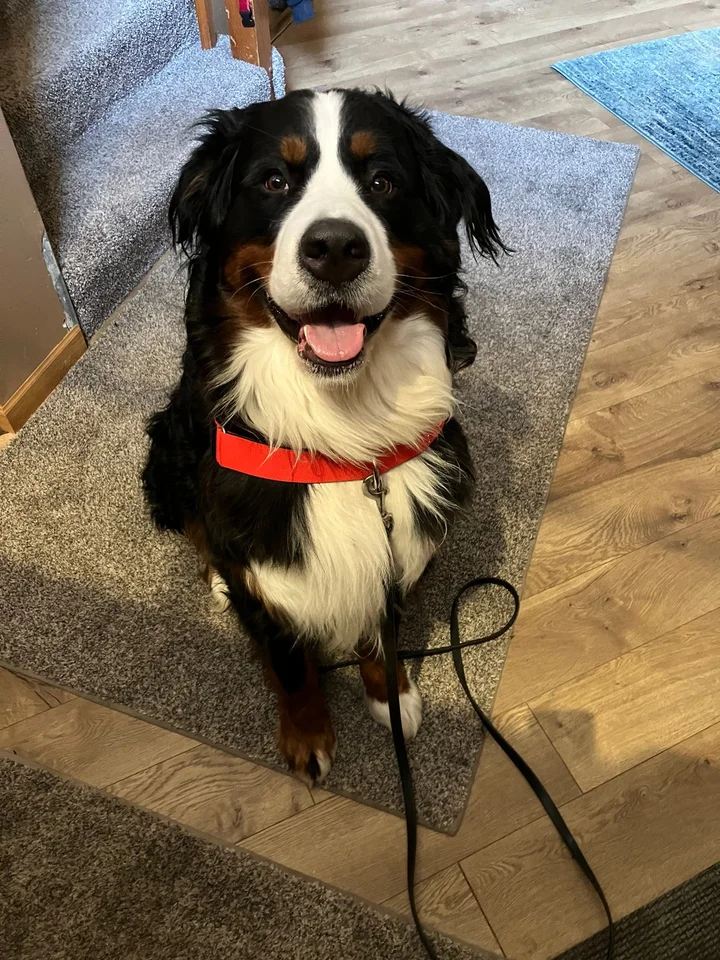 Dog Friendly Co. reviews | ProductReview.com.au