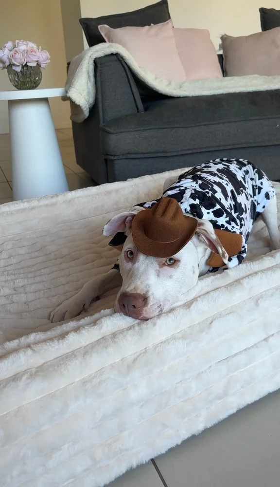 Dazy Dog Memory Foam Dog Bed reviews | ProductReview.com.au