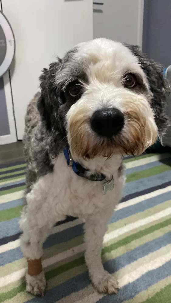Lyka Pet Food reviews | ProductReview.com.au