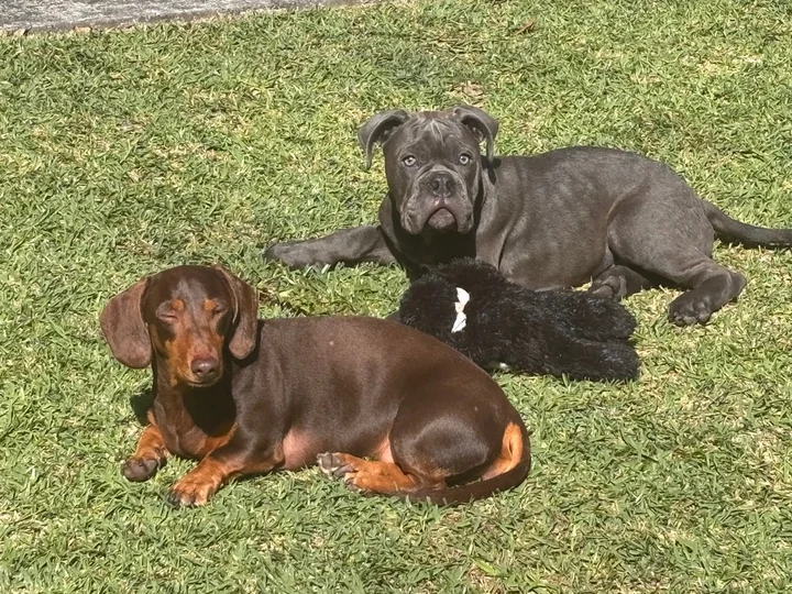 Lyka Pet Food reviews | ProductReview.com.au