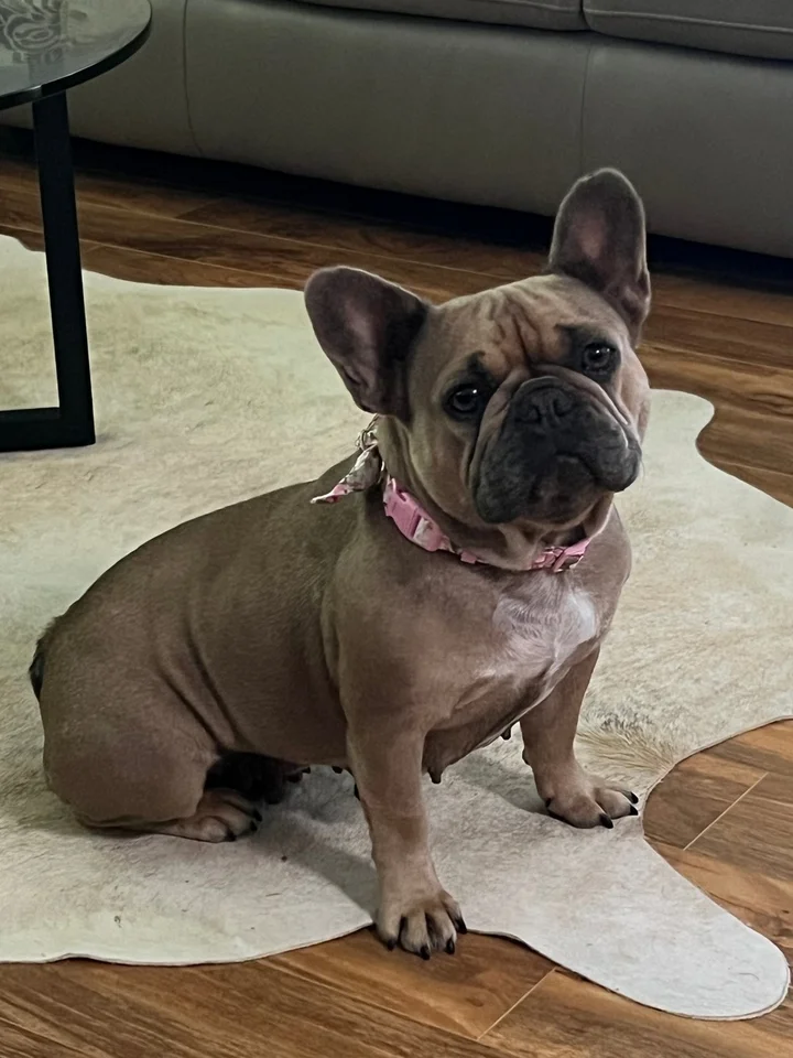 Lyka Pet Food reviews | ProductReview.com.au