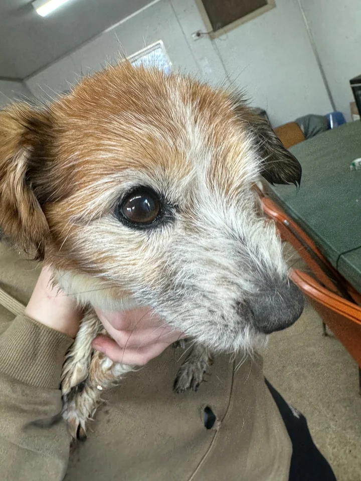 SpinTel Standard 25 reviews | ProductReview.com.au