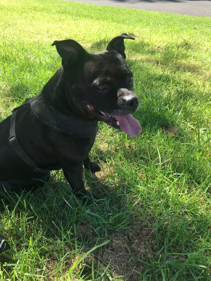 Lyka Pet Food reviews | ProductReview.com.au