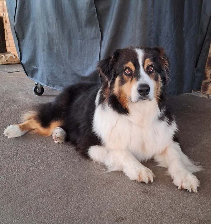 The Vet Shed reviews | ProductReview.com.au