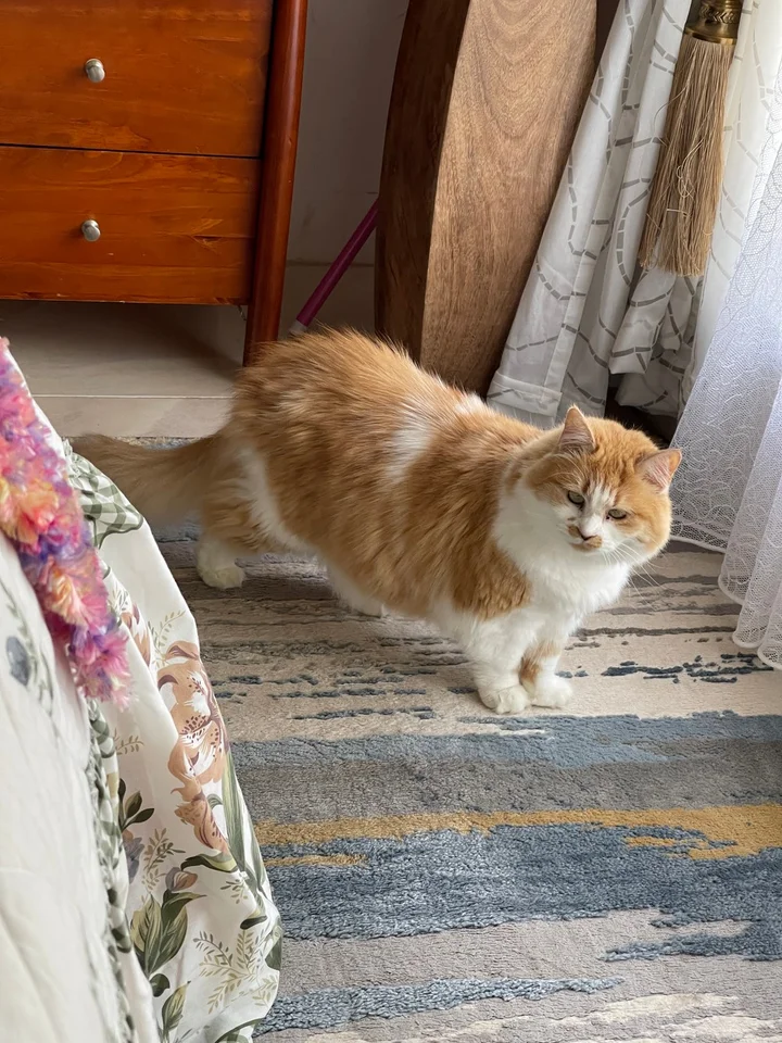 Mad Paws reviews | ProductReview.com.au