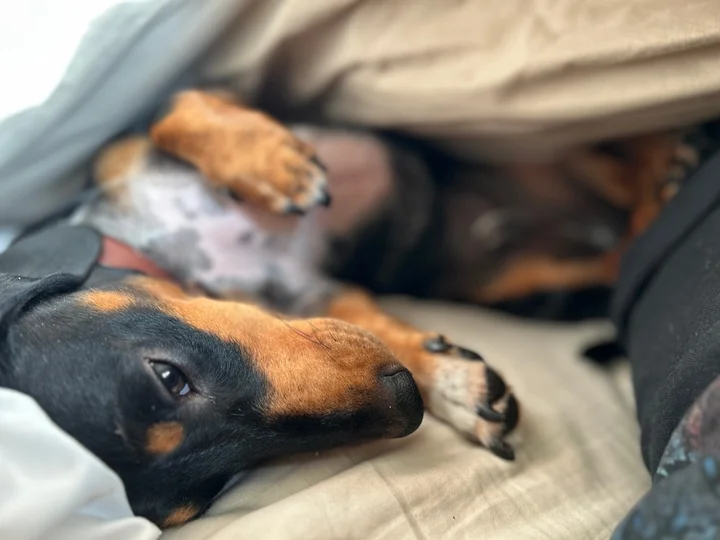 Fetch Pet reviews | ProductReview.com.au