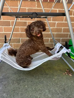 Bark.com reviews | ProductReview.com.au