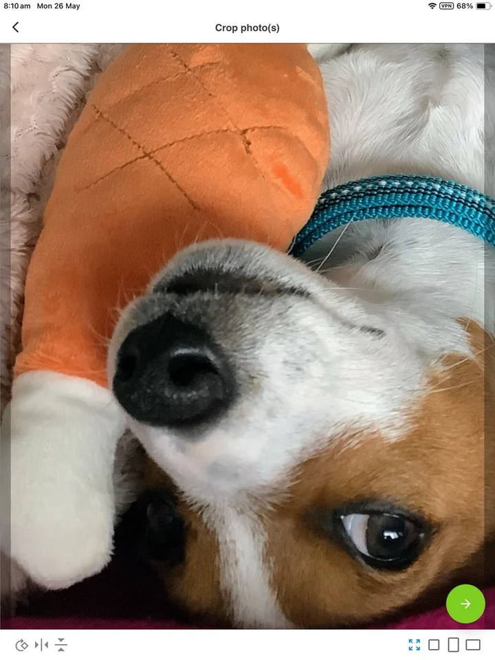 Lyka Pet Food reviews | ProductReview.com.au