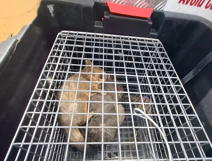 Bug Free Pest Control reviews | ProductReview.com.au