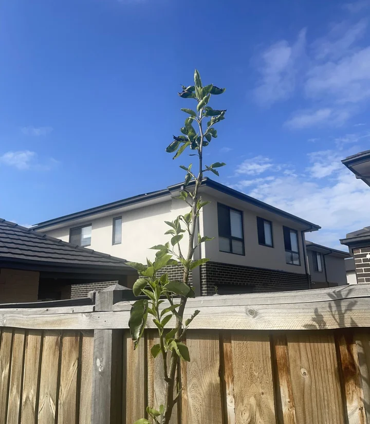 Hello Hello Plants & Garden Supplies reviews | ProductReview.com.au