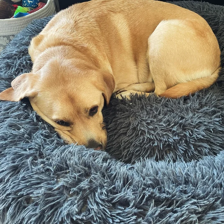 Sash Beds reviews | ProductReview.com.au