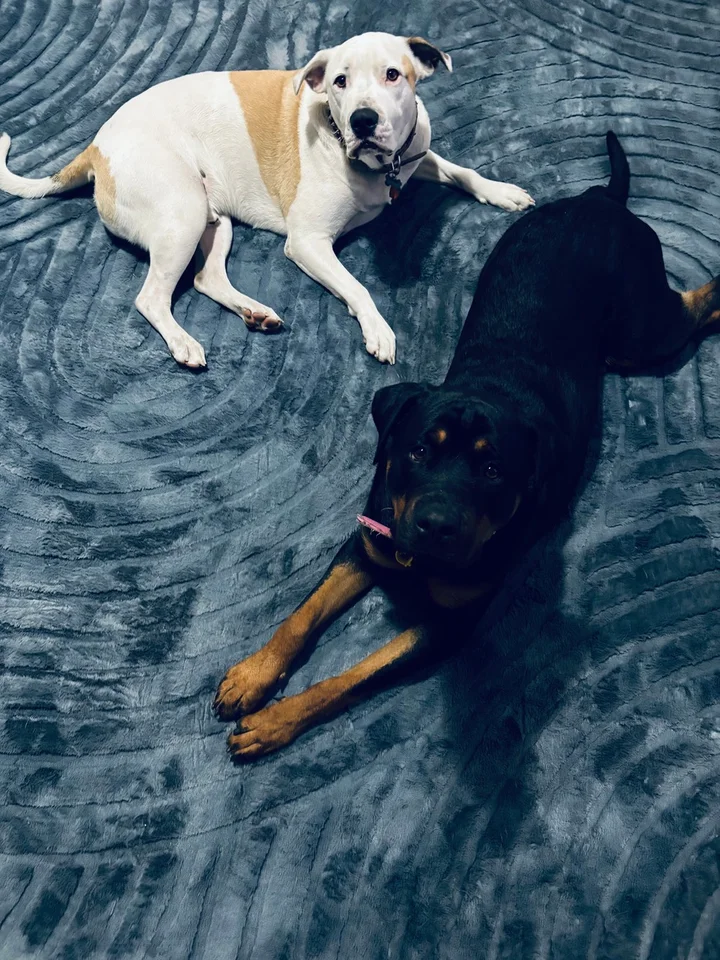 Muscle Mat Relax Mat - Soft Touch Tatami Rug reviews | ProductReview.com.au