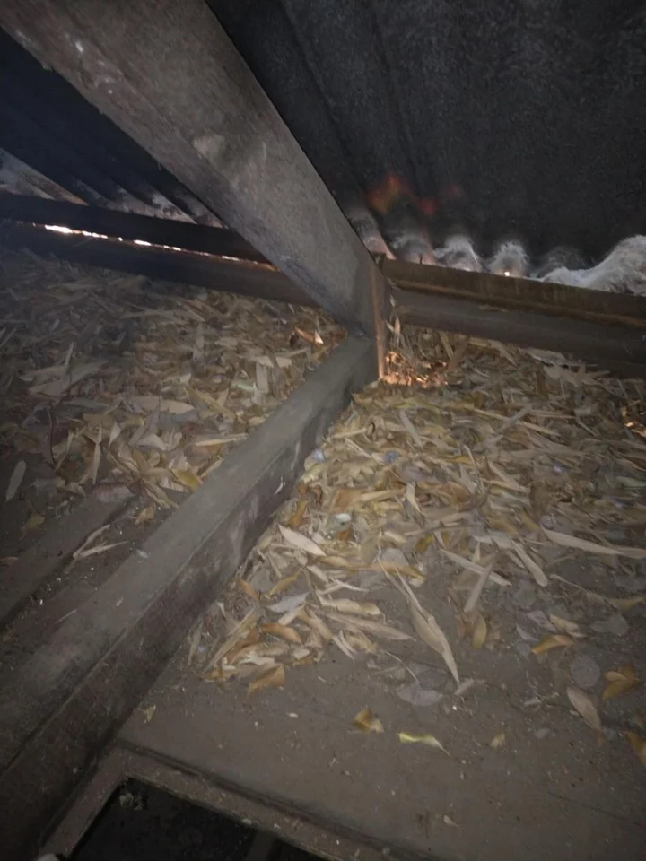 Peter the Possum & Bird Man reviews | ProductReview.com.au