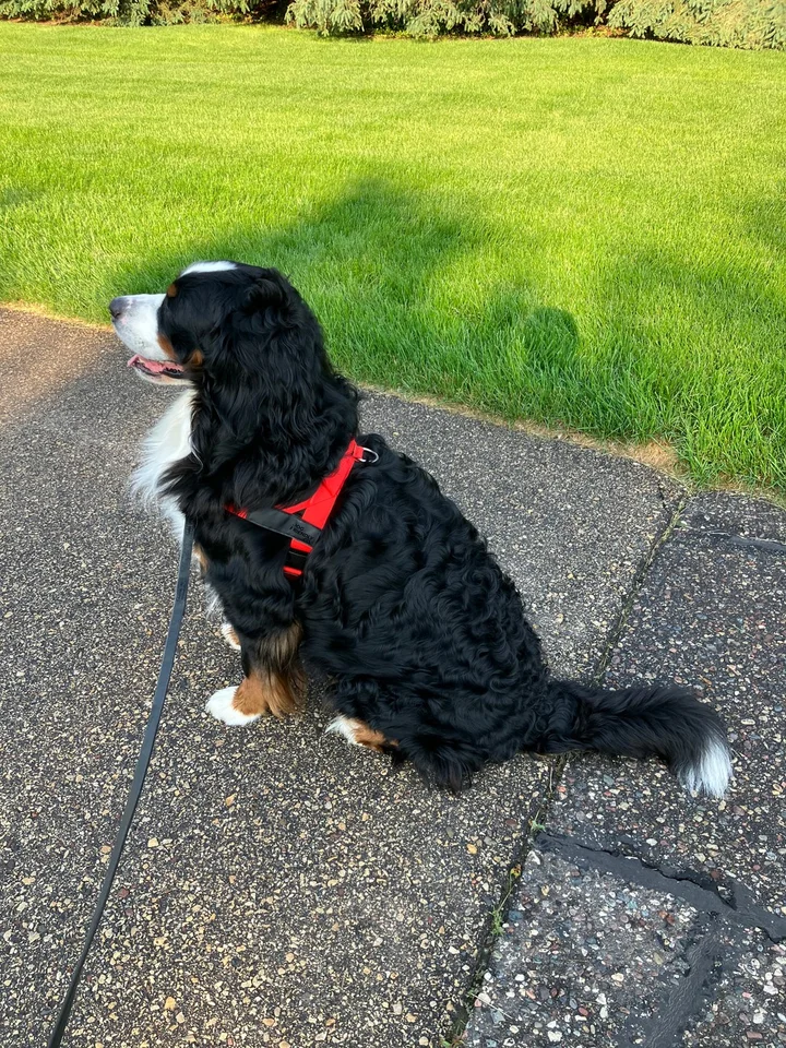 Dog Friendly Co. reviews | ProductReview.com.au