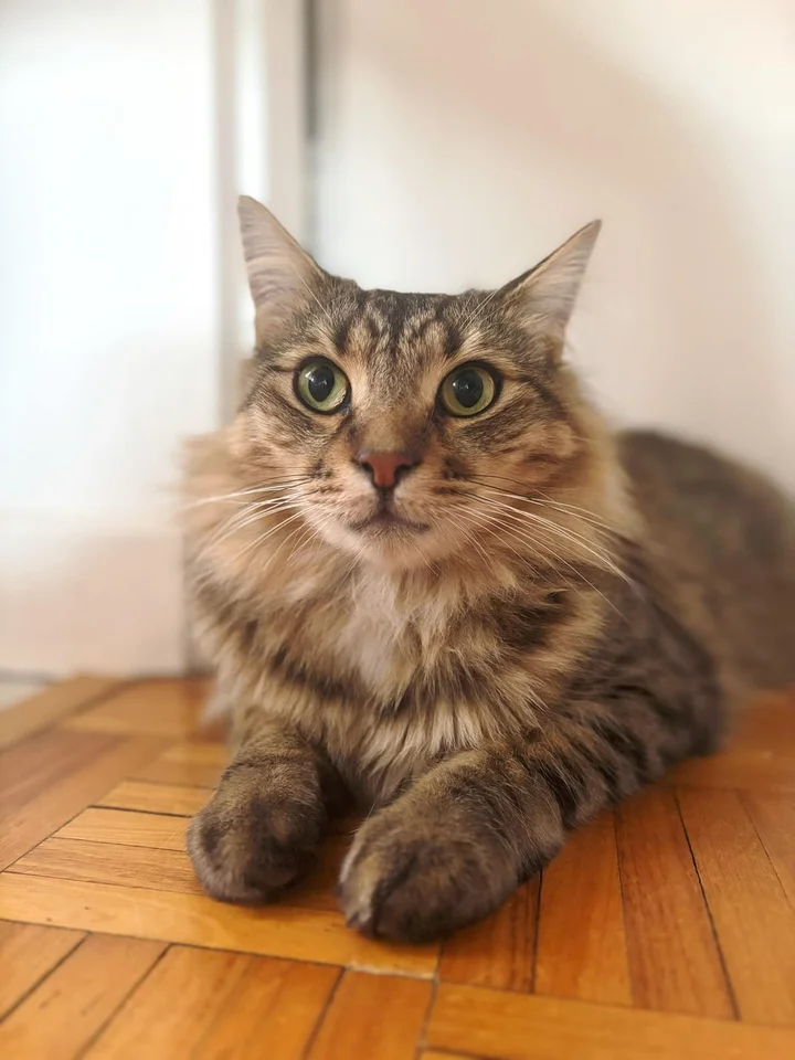 Bow Wow Meow Pet Insurance reviews | ProductReview.com.au