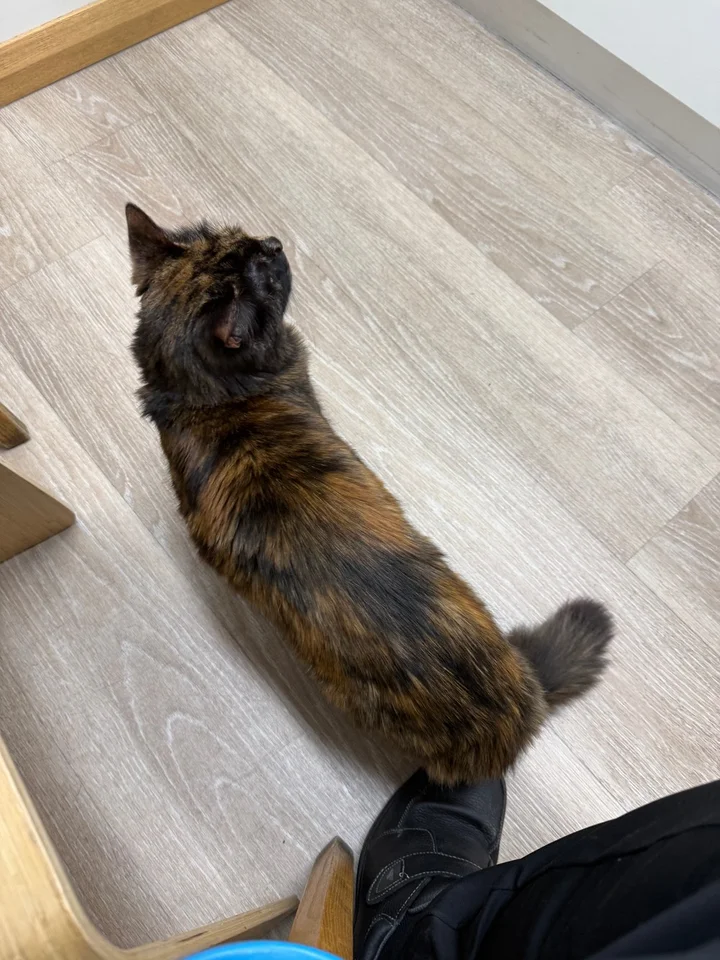 Purr-Pod Purr-Flow Water Fountain reviews | ProductReview.com.au