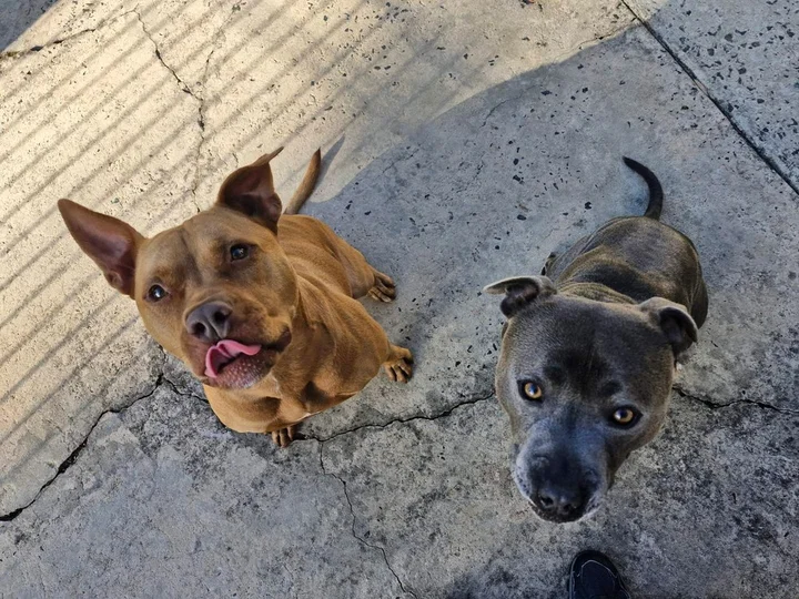 Mad Paws reviews | ProductReview.com.au