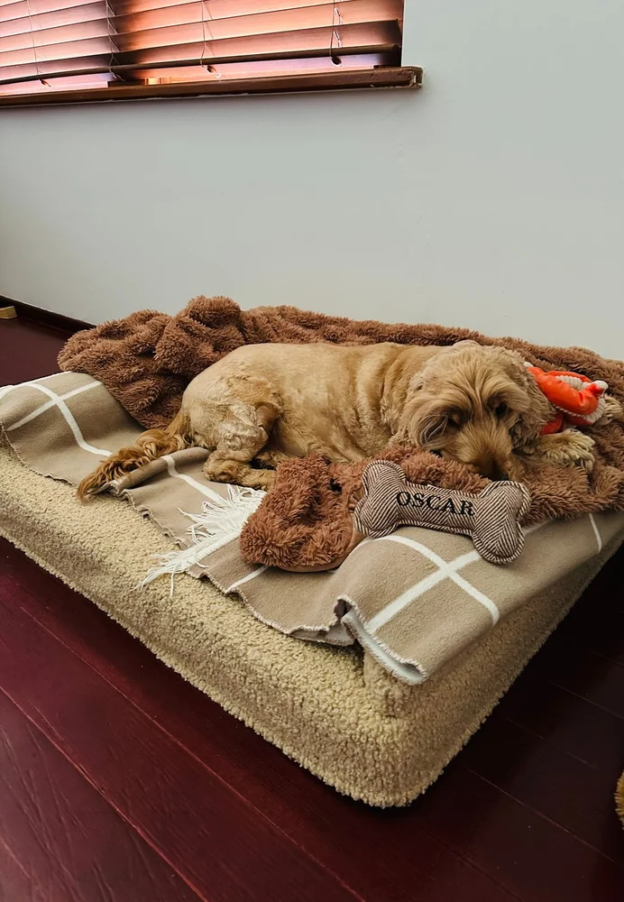 Barney Bed reviews | ProductReview.com.au