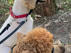 The Vet Shed reviews | ProductReview.com.au