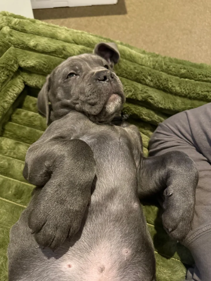 Dazy Dog Memory Foam Dog Bed reviews | ProductReview.com.au