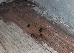 Combat Ant-Rid Liquid reviews | ProductReview.com.au