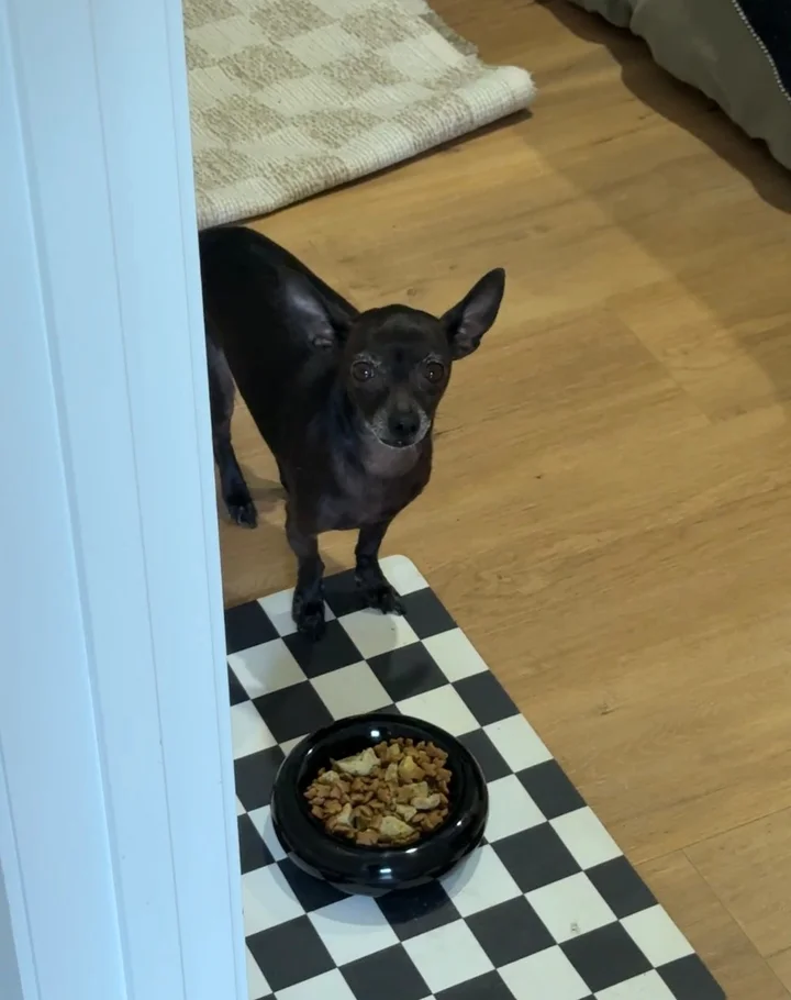 Lyka Pet Food reviews | ProductReview.com.au