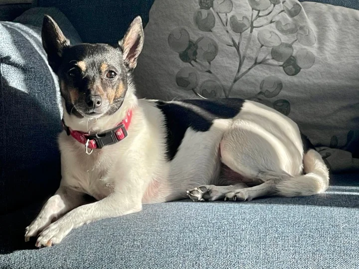 Lyka Pet Food reviews | ProductReview.com.au