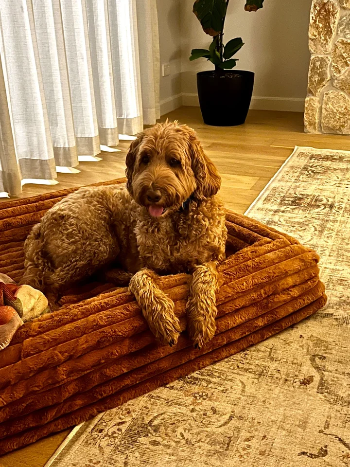 Dazy Dog Memory Foam Dog Bed reviews | ProductReview.com.au