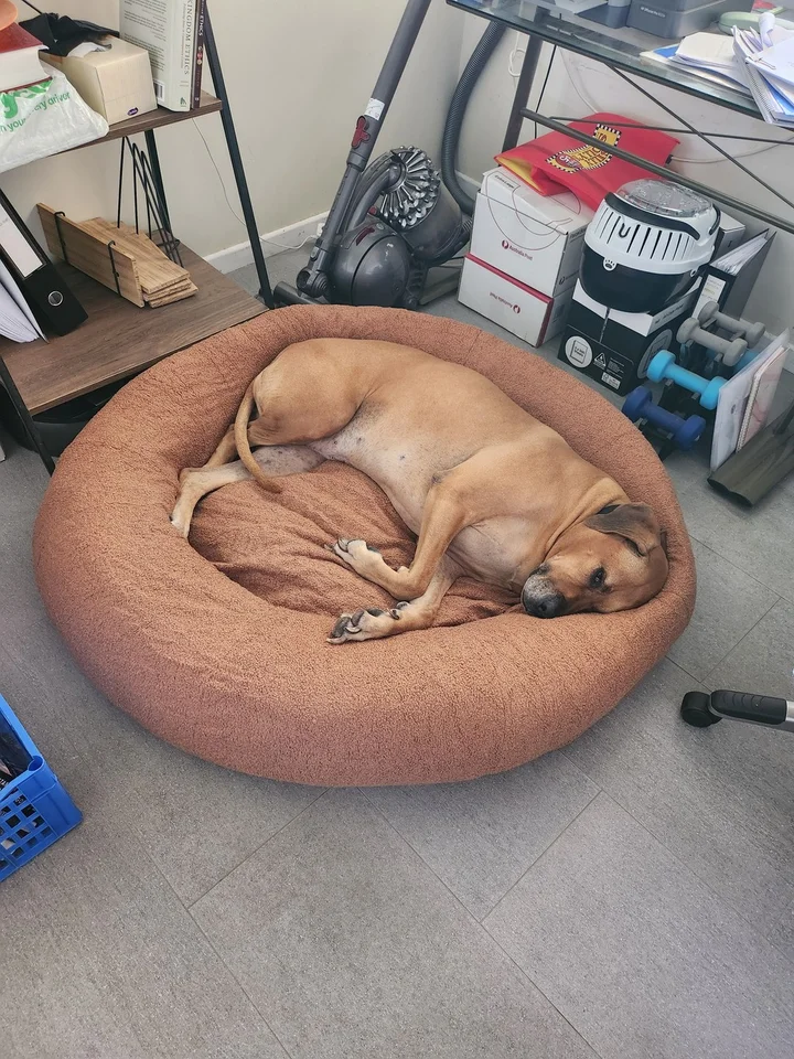 Sash Beds reviews | ProductReview.com.au