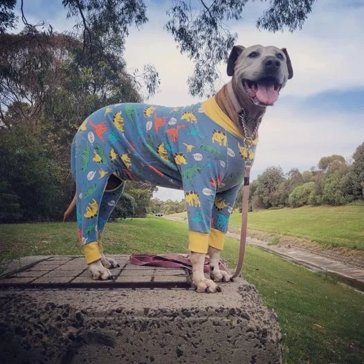 Bow Wow Meow Pet Insurance reviews | ProductReview.com.au