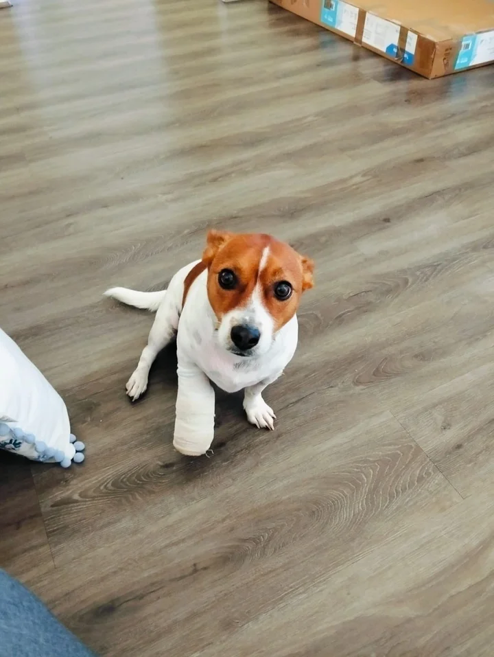 Fetch Pet reviews | ProductReview.com.au