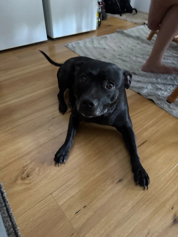 Lyka Pet Food reviews | ProductReview.com.au