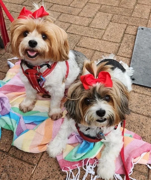 Lyka Pet Food reviews | ProductReview.com.au