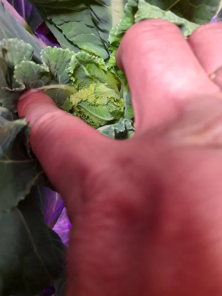 Happy Valley Seeds reviews | ProductReview.com.au