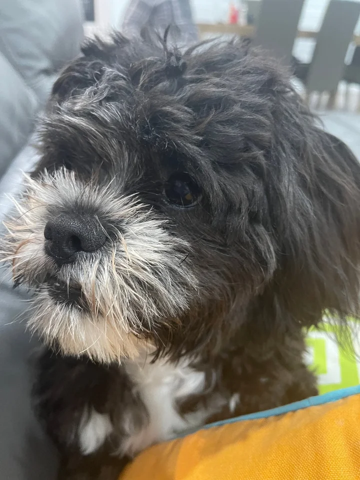 Responsible Pet Breeders Australia (RPBA) reviews | ProductReview.com.au