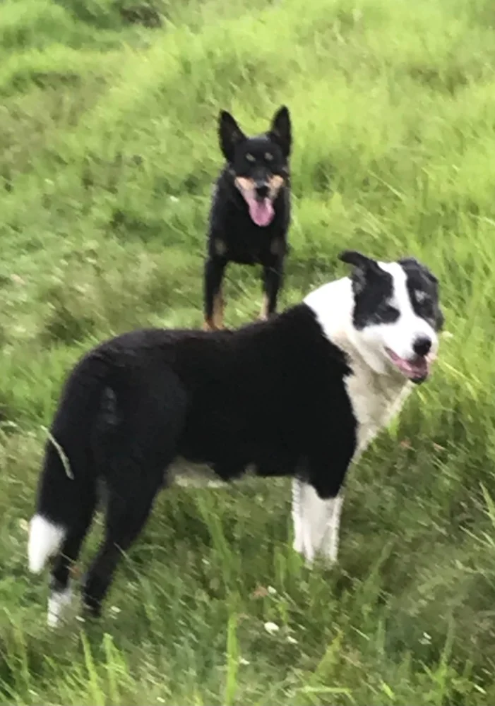 The Vet Shed reviews | ProductReview.com.au