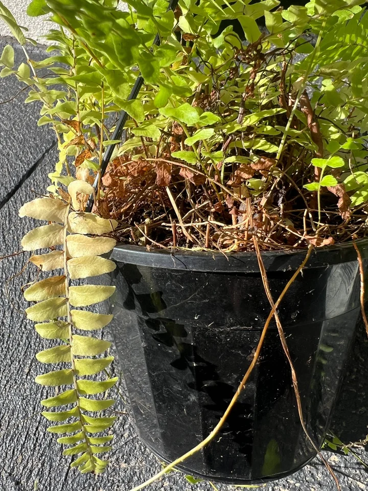 Hello Hello Plants & Garden Supplies reviews | ProductReview.com.au